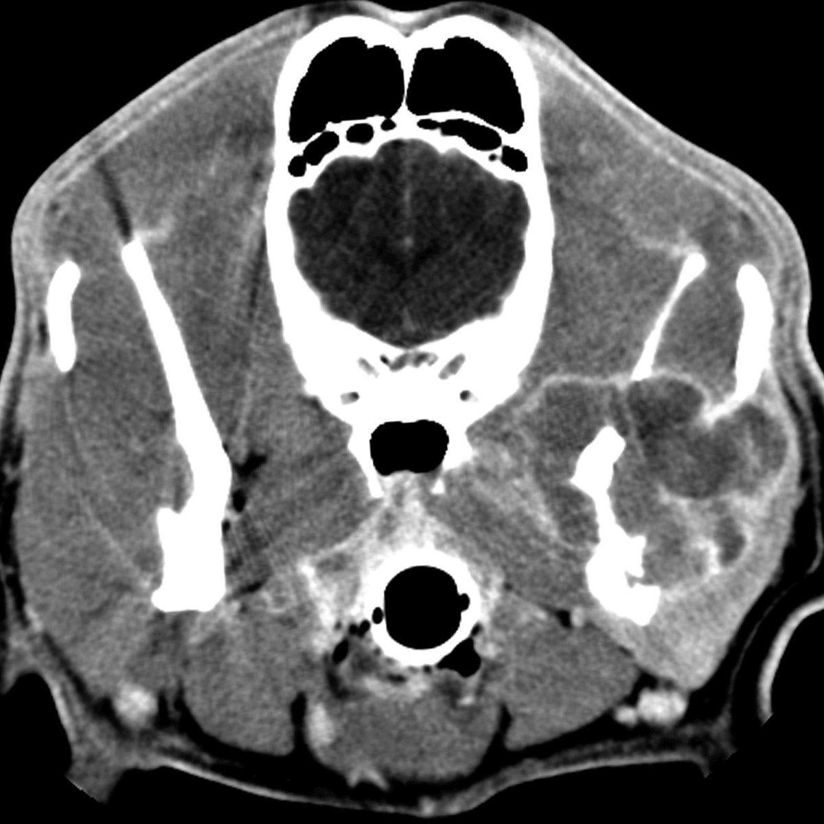 Atlas of Small Animal CT and MRI – Cases to illustrate, explain, and ...