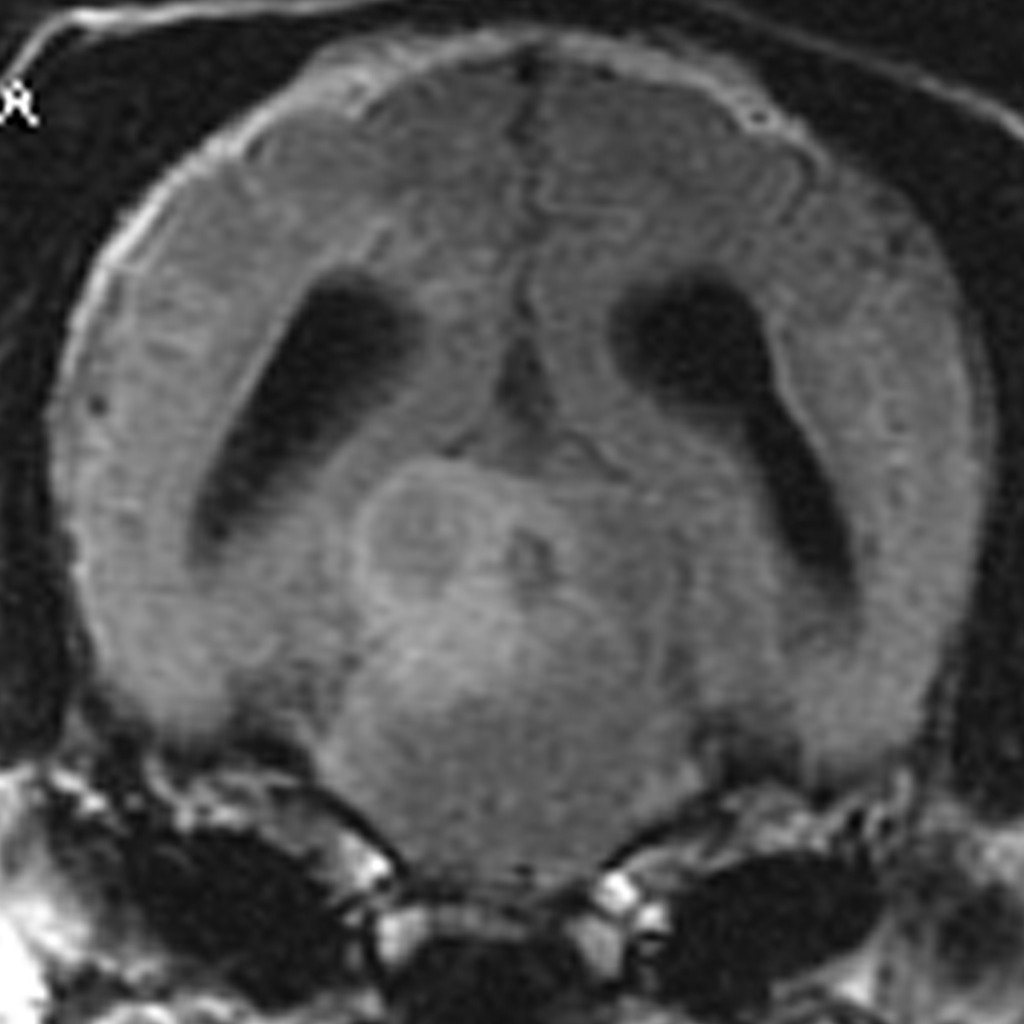 Atlas of Small Animal CT and MRI – Cases to illustrate, explain, and ...