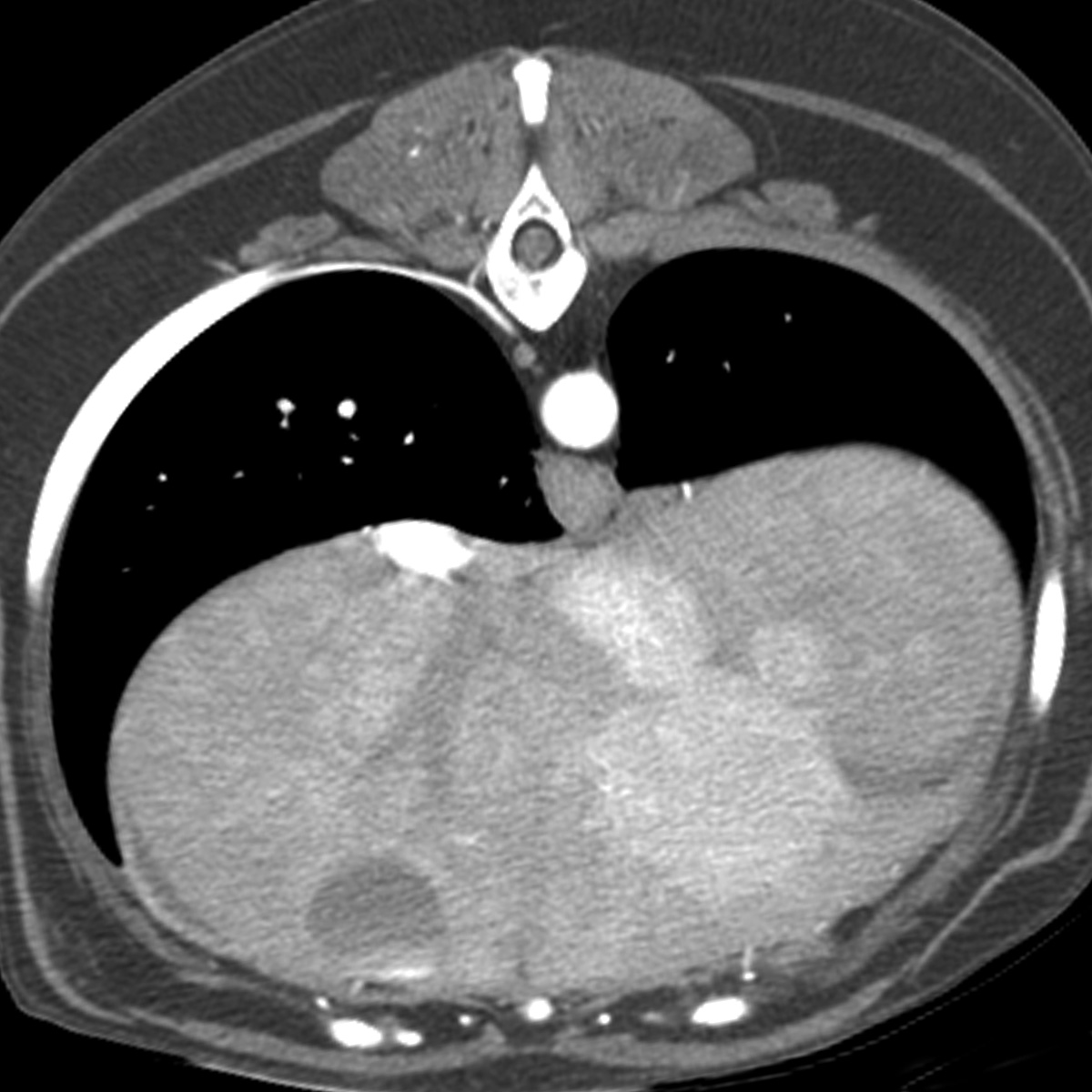 Atlas of Small Animal CT and MRI – Cases to illustrate, explain, and ...