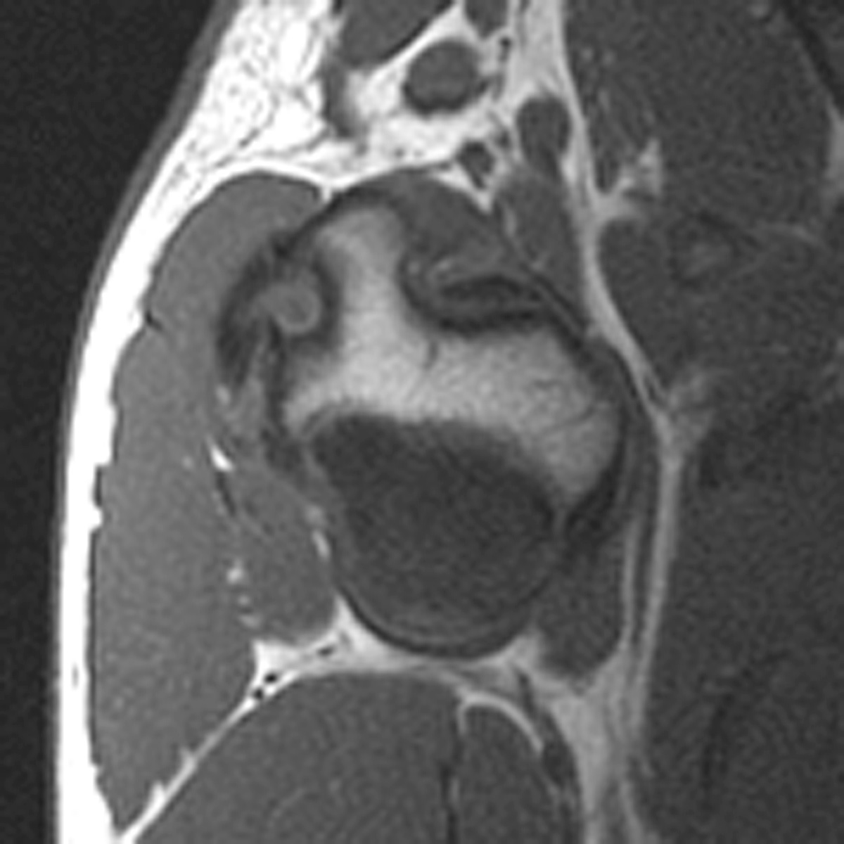 Atlas of Small Animal CT and MRI – Cases to illustrate, explain, and ...